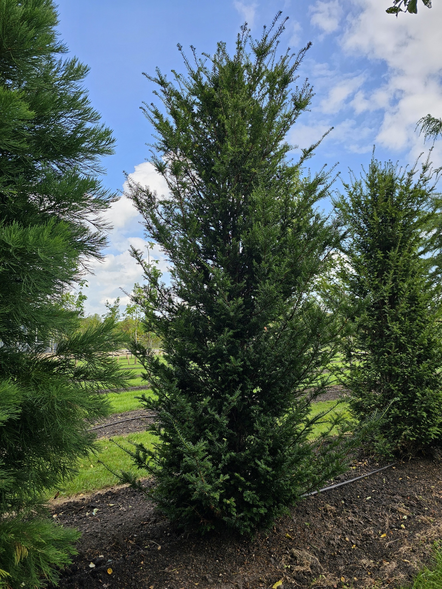 Taxus, Taxus baccata kopen