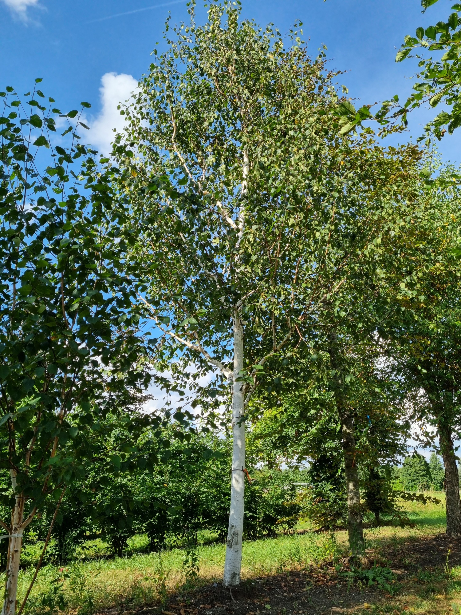 Himalayaberk, Betula utilis 'Doorenbos' kopen