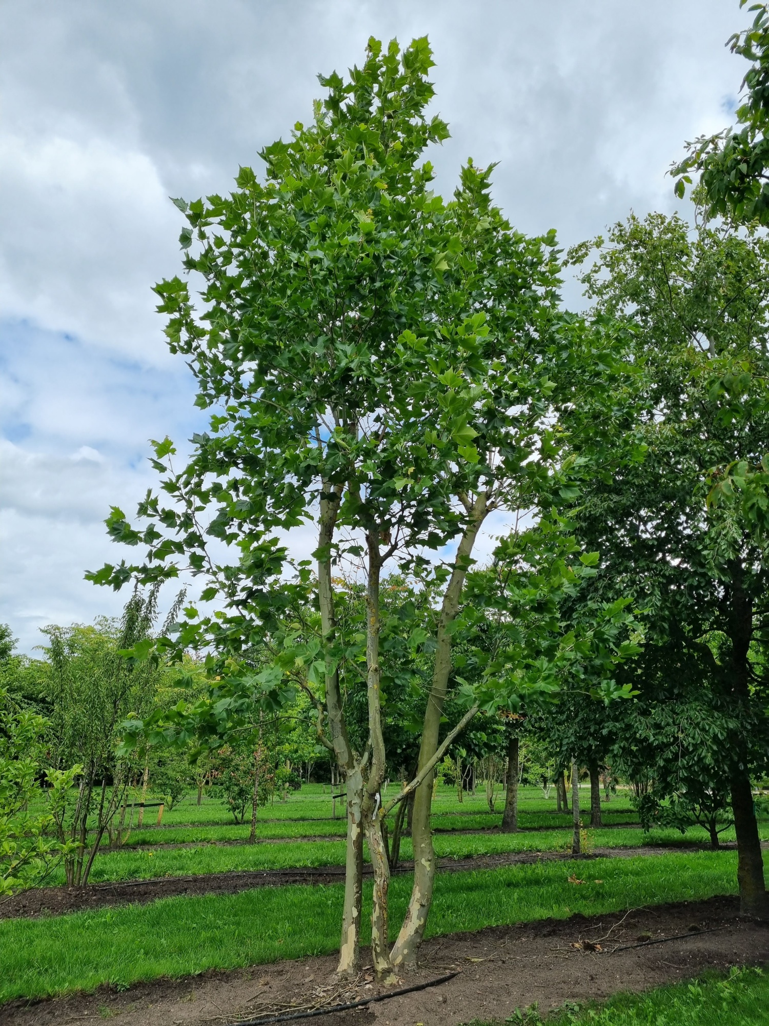 Plataan, Platanus x hispanica kopen