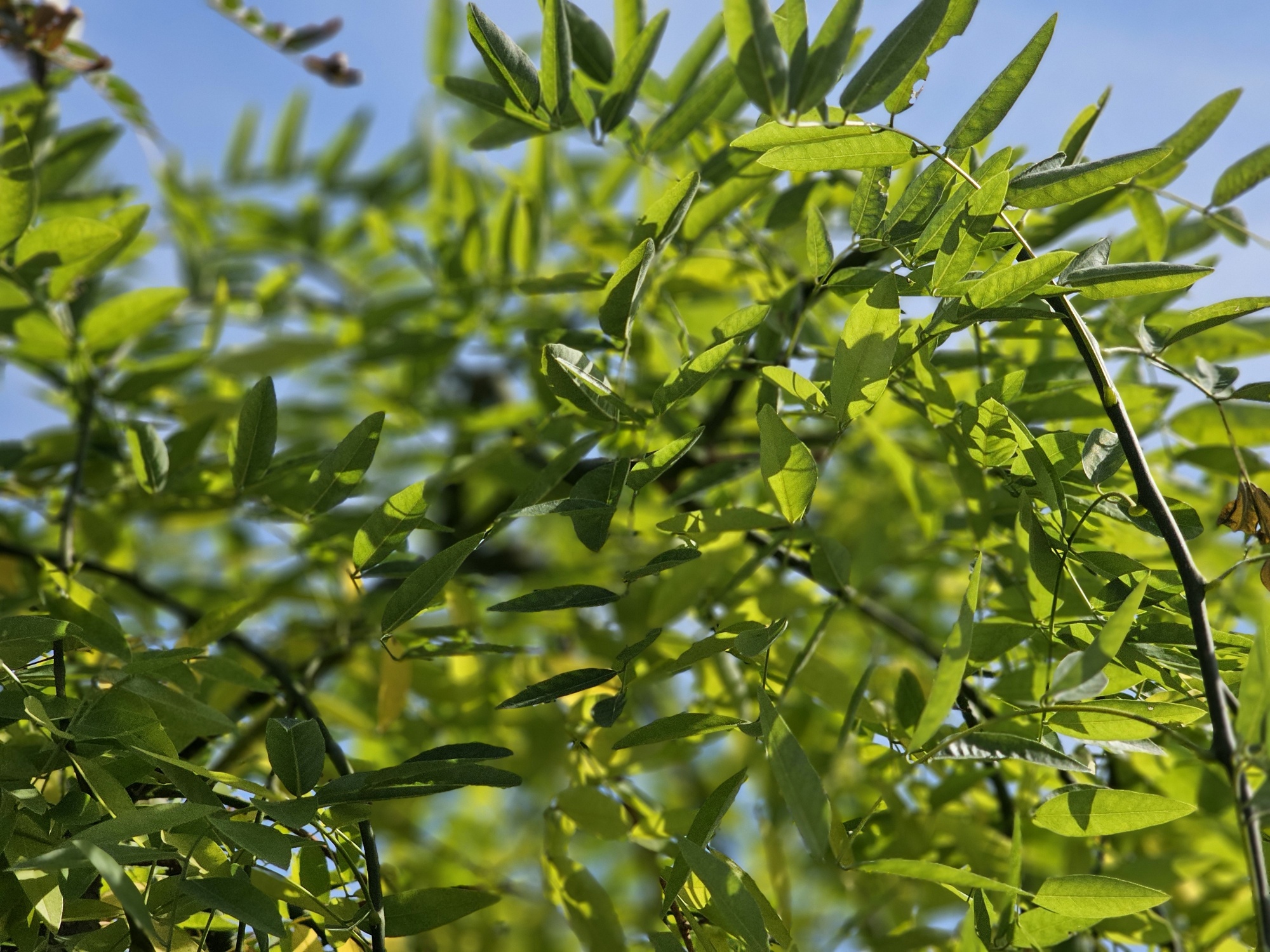Treurvormige Japanse Honingboom, Sophora Japonica 'Pendula' kopen