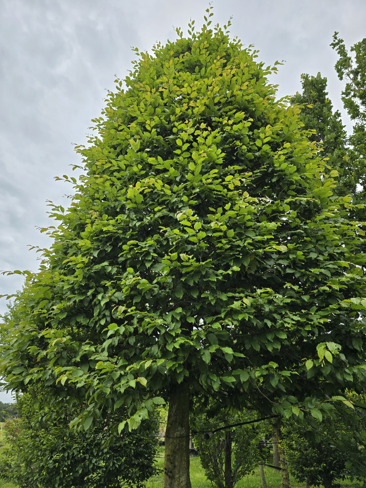 Carpinus betulus als bijzondere hoogstam boom