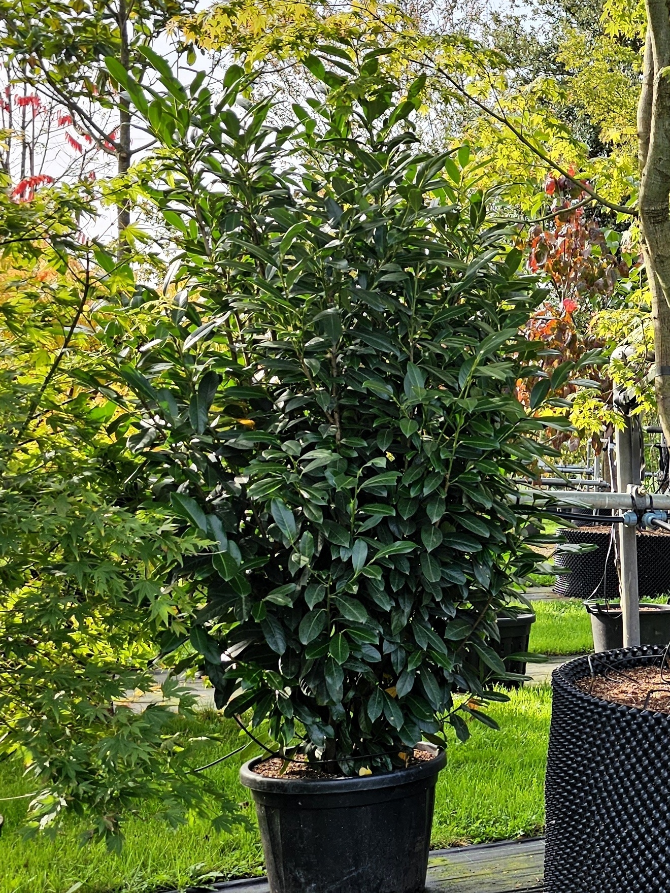 Laurierkers 'Elly', Prunus laurocerasus 'Elly' kopen