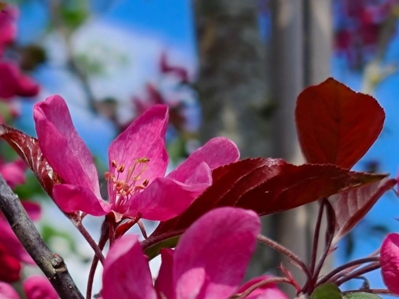 Sierappel 'Mokum', Malus 'Mokum' kopen