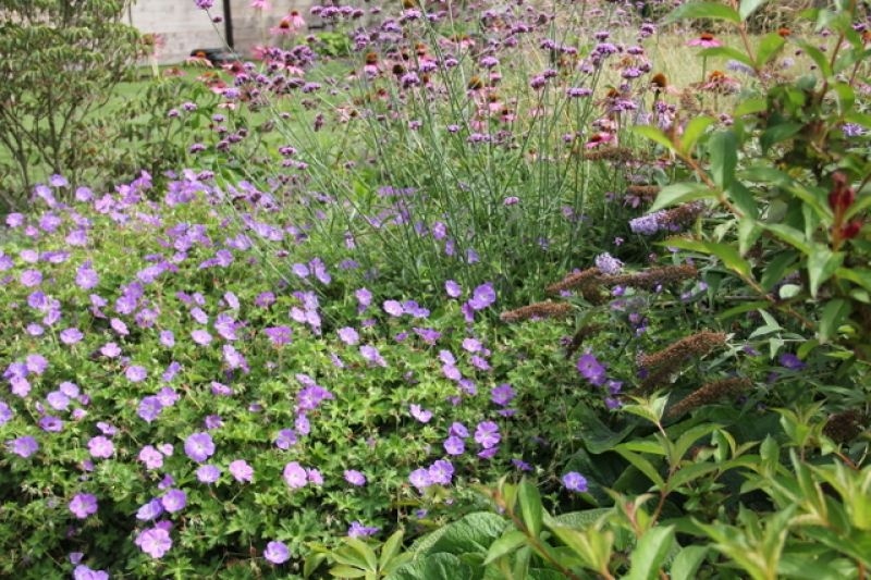 Ooievaarsbek, Rozanne, Geranium 'Rozanne' kopen