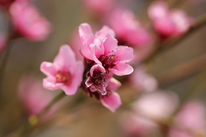 Perzik 'Amsden' , Prunus persica 'Amsden' kopen