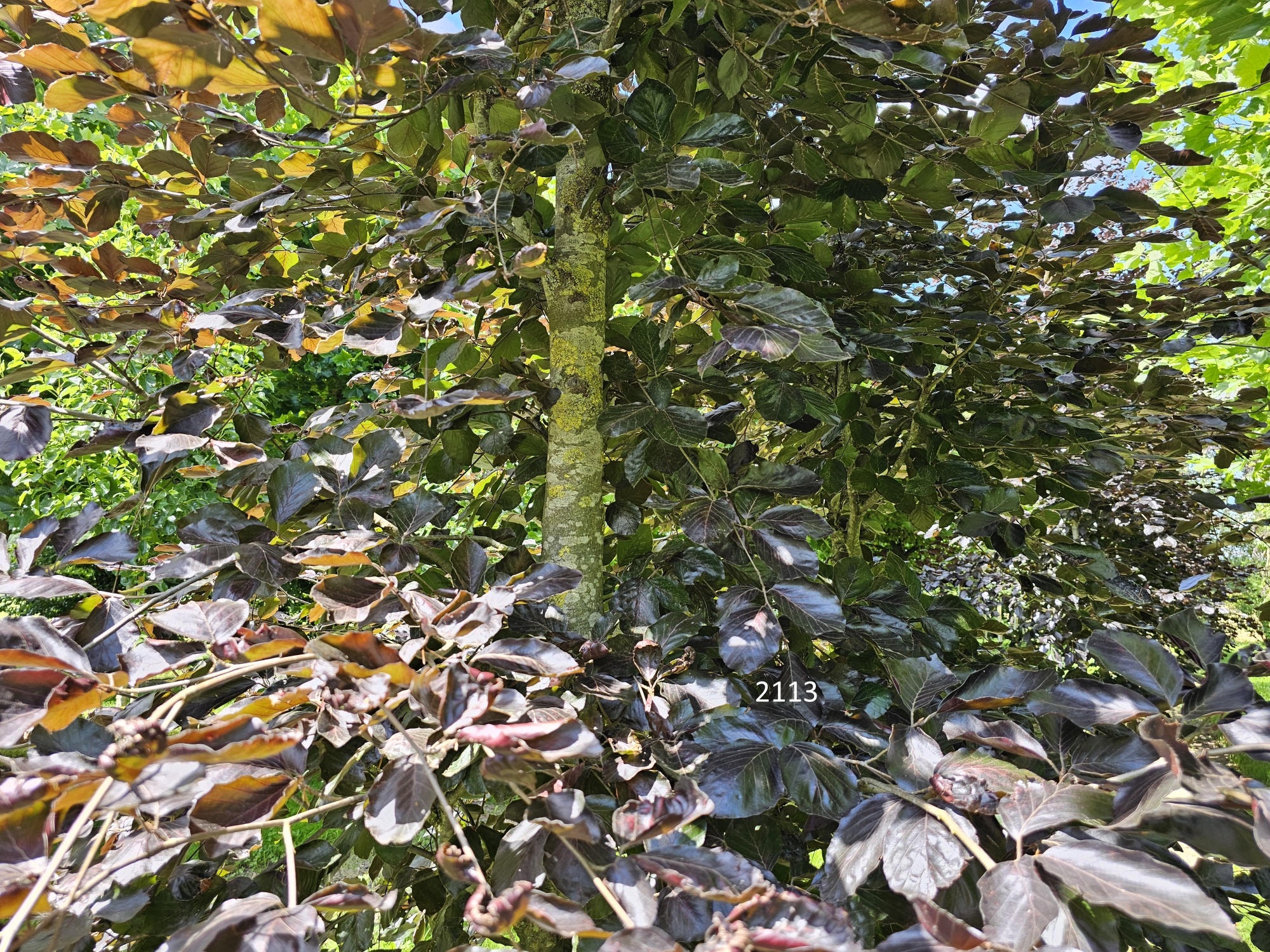 Een bijzondere veredelde rode beuk met prachtig rood blad kopen?
