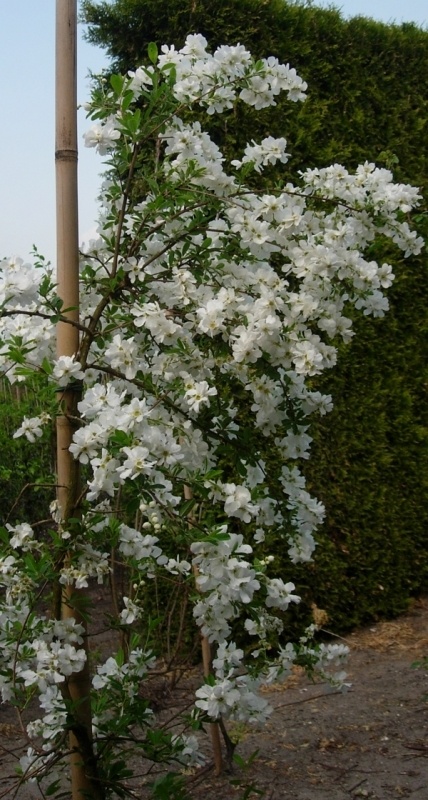 Parelstruik 'The Bride', Exochorda macrantha 'The Bride' kopen