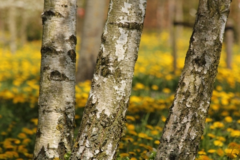Ruwe Berk, Betula pendula kopen