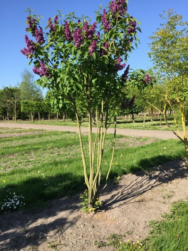 Sering 'Charles Joly', Syringa vulgaris 'Charles Joly' kopen