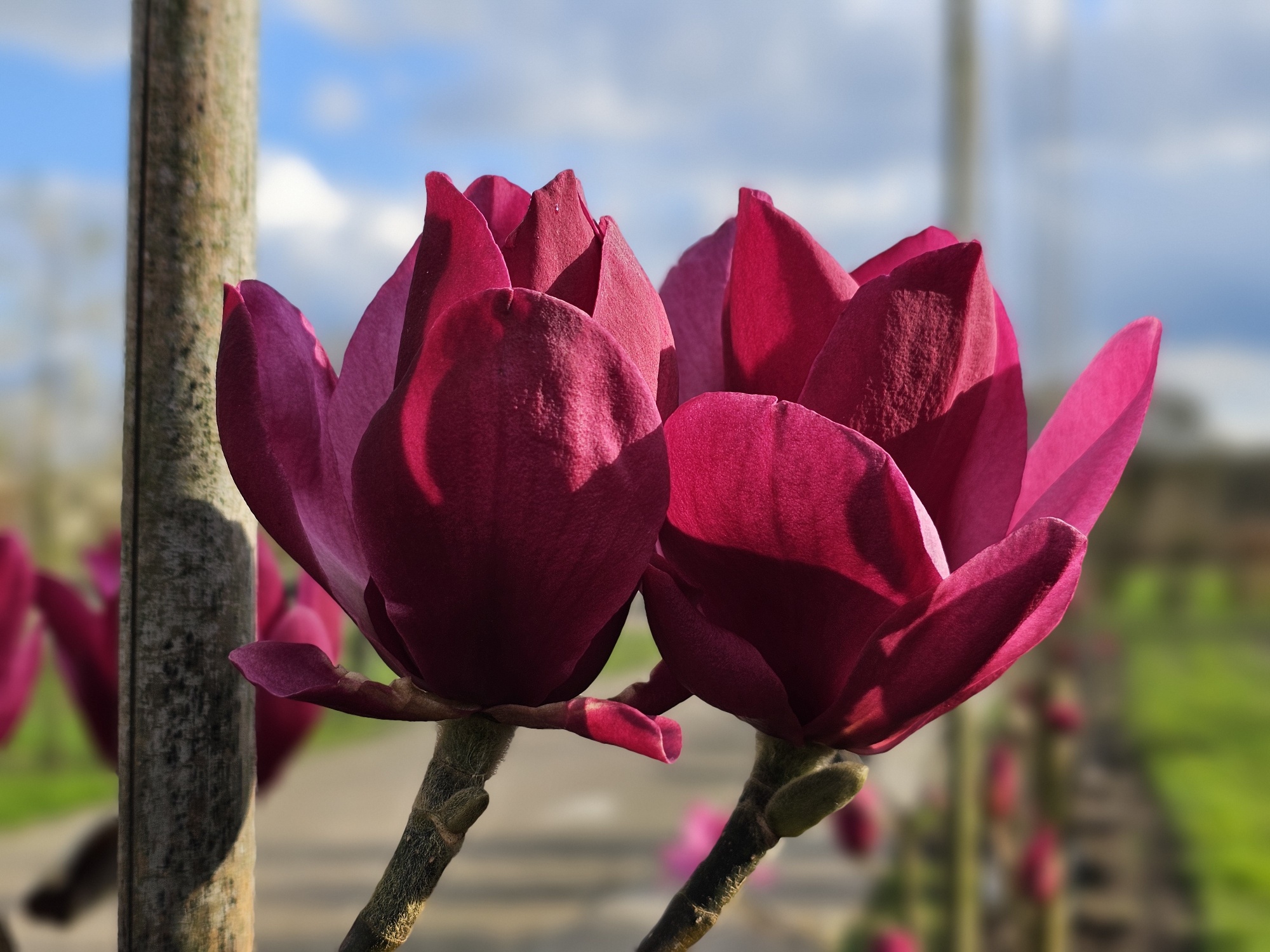 Magnolia 'Emperor', Magnolia 'Emperor' kopen