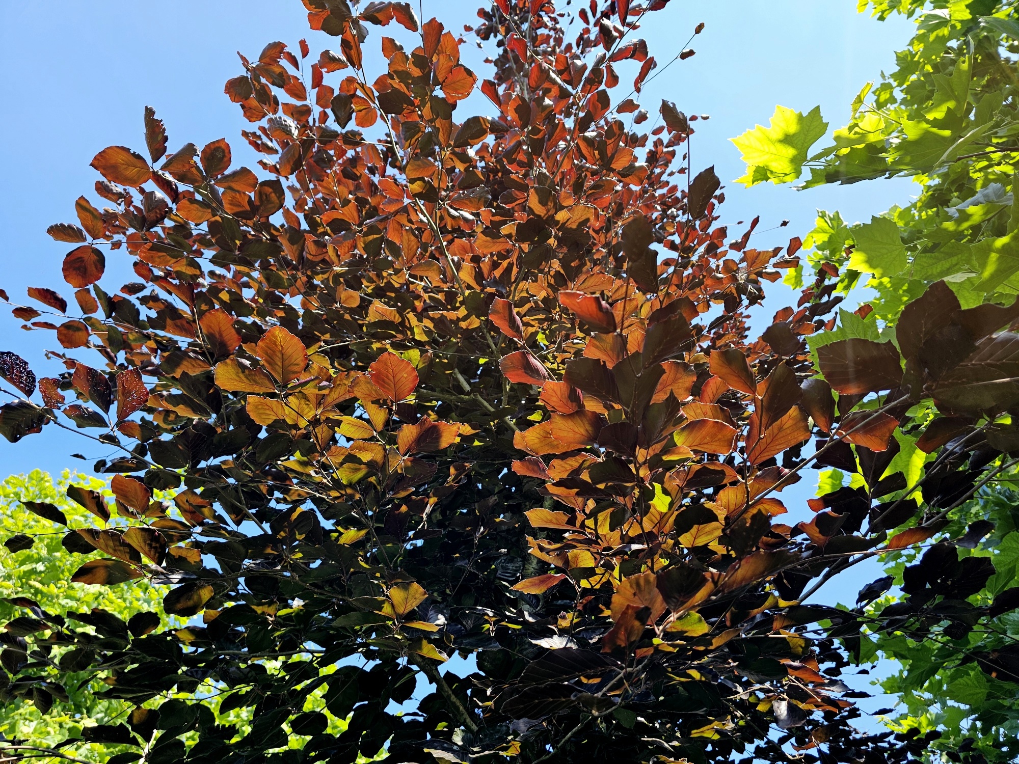 Een bijzondere veredelde rode beuk met prachtig rood blad kopen?