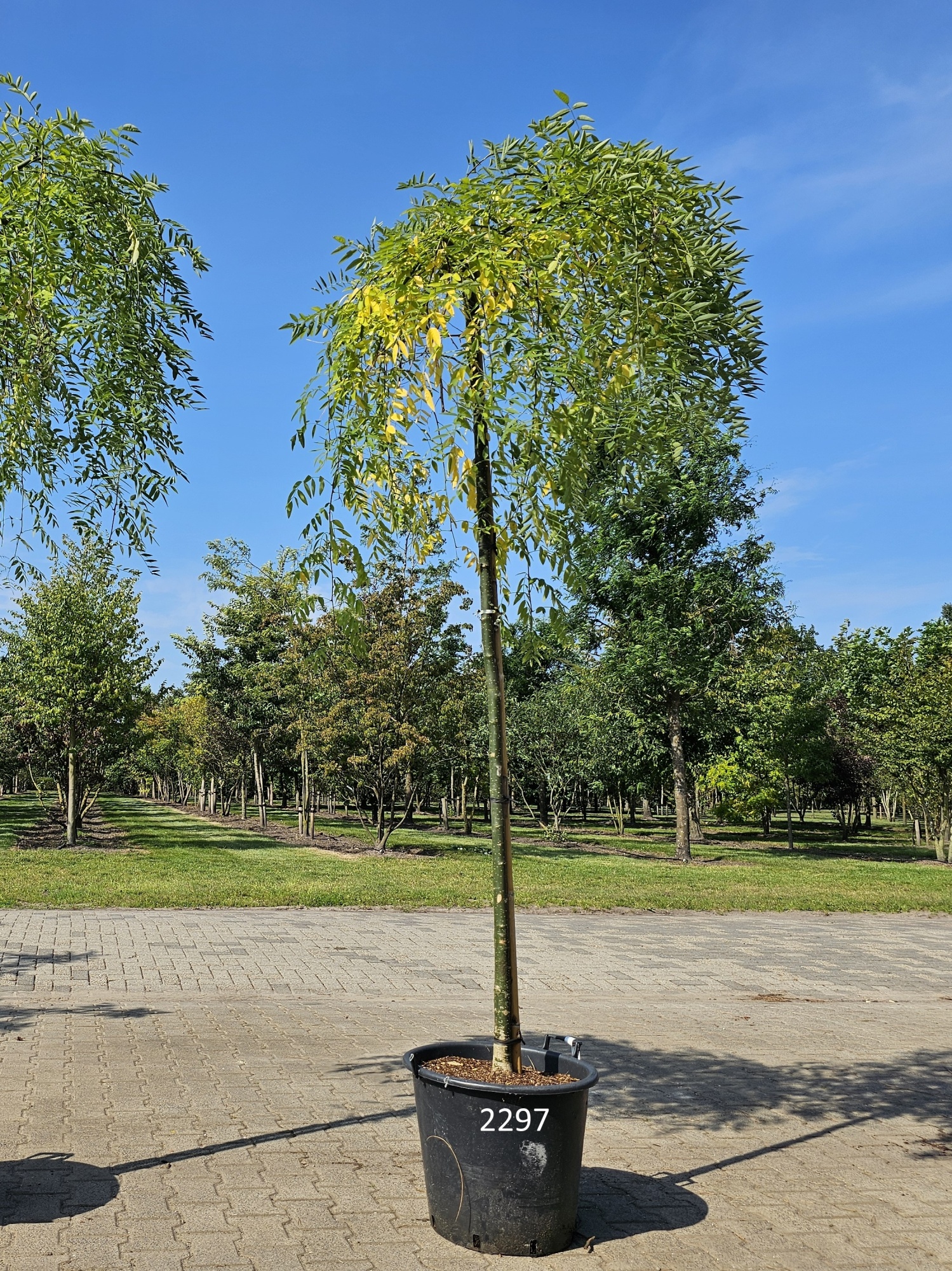 Treurvormige Japanse Honingboom, Sophora Japonica 'Pendula' kopen