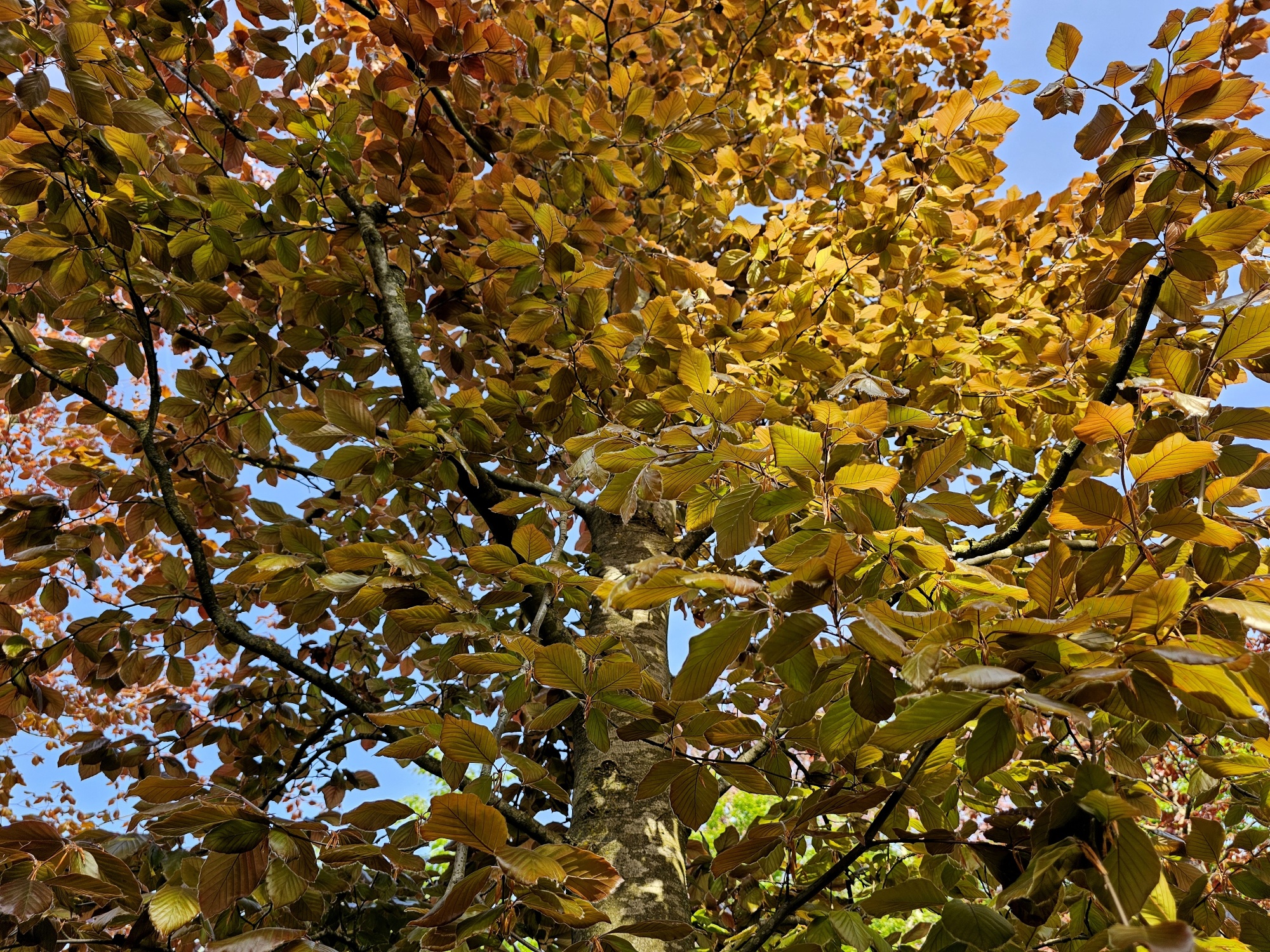 Zoekt u een grote rode beuk? Nr 987 is een flinke reus in wording
