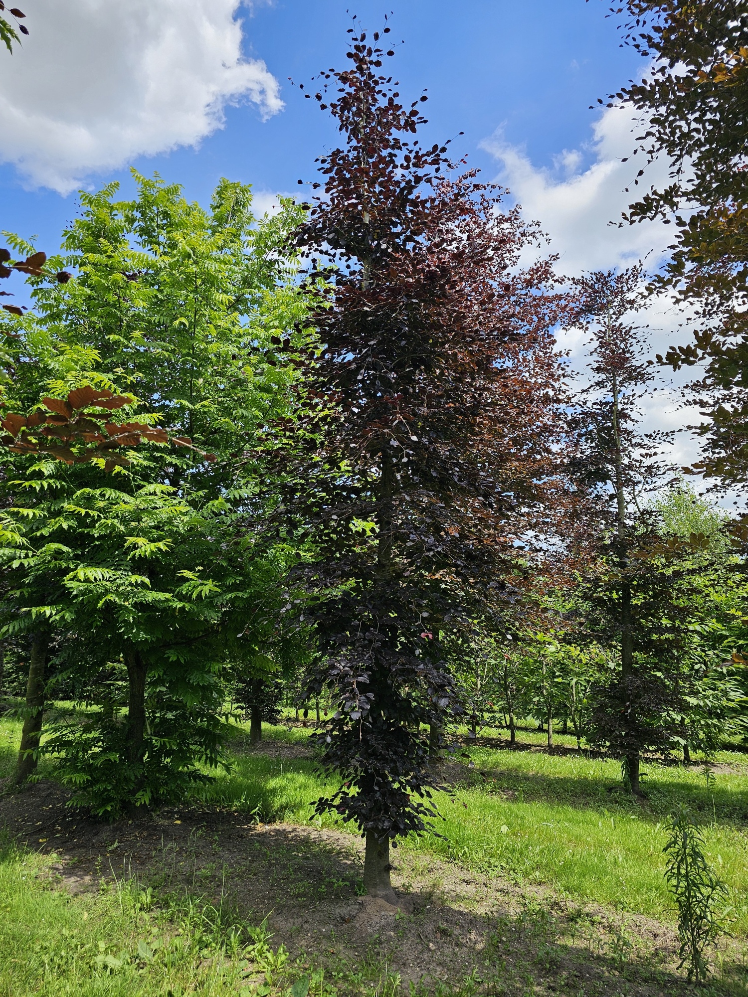 Zoekt u een grote rode beuk? Nr 981 is een prachtig exemplaar.