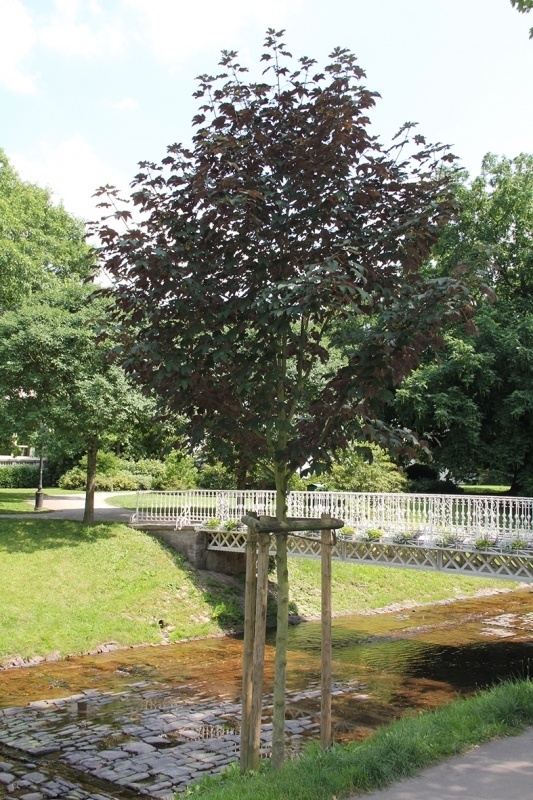 Gewone Rode Esdoorn , Acer pseudoplatanus 'Atropurpureum' kopen