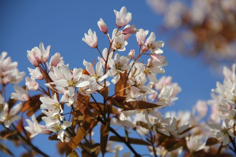 Krentenboompje 'Robin Hill', heester, Amelanchier arborea 'Robin Hill ...