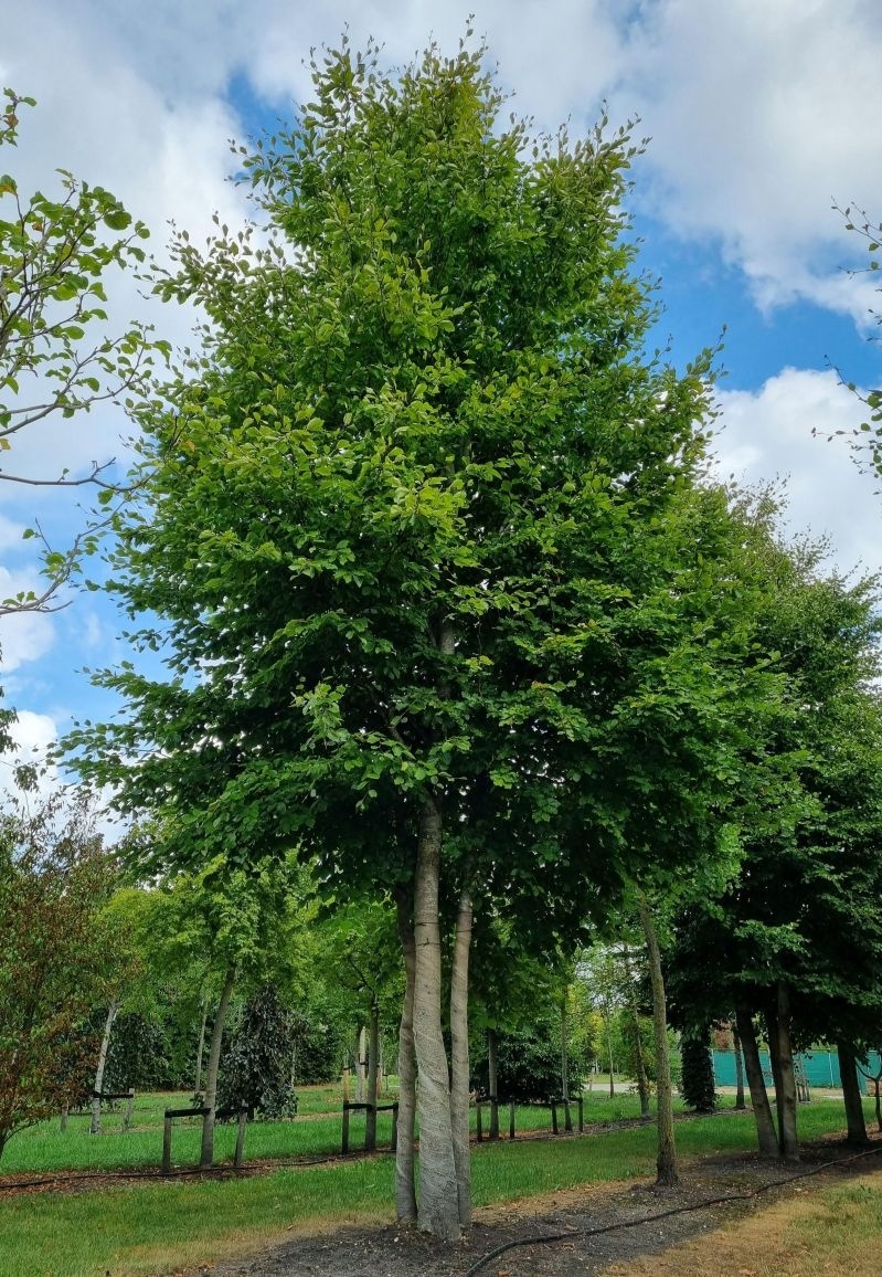 Gewone beuk, Fagus sylvatica kopen