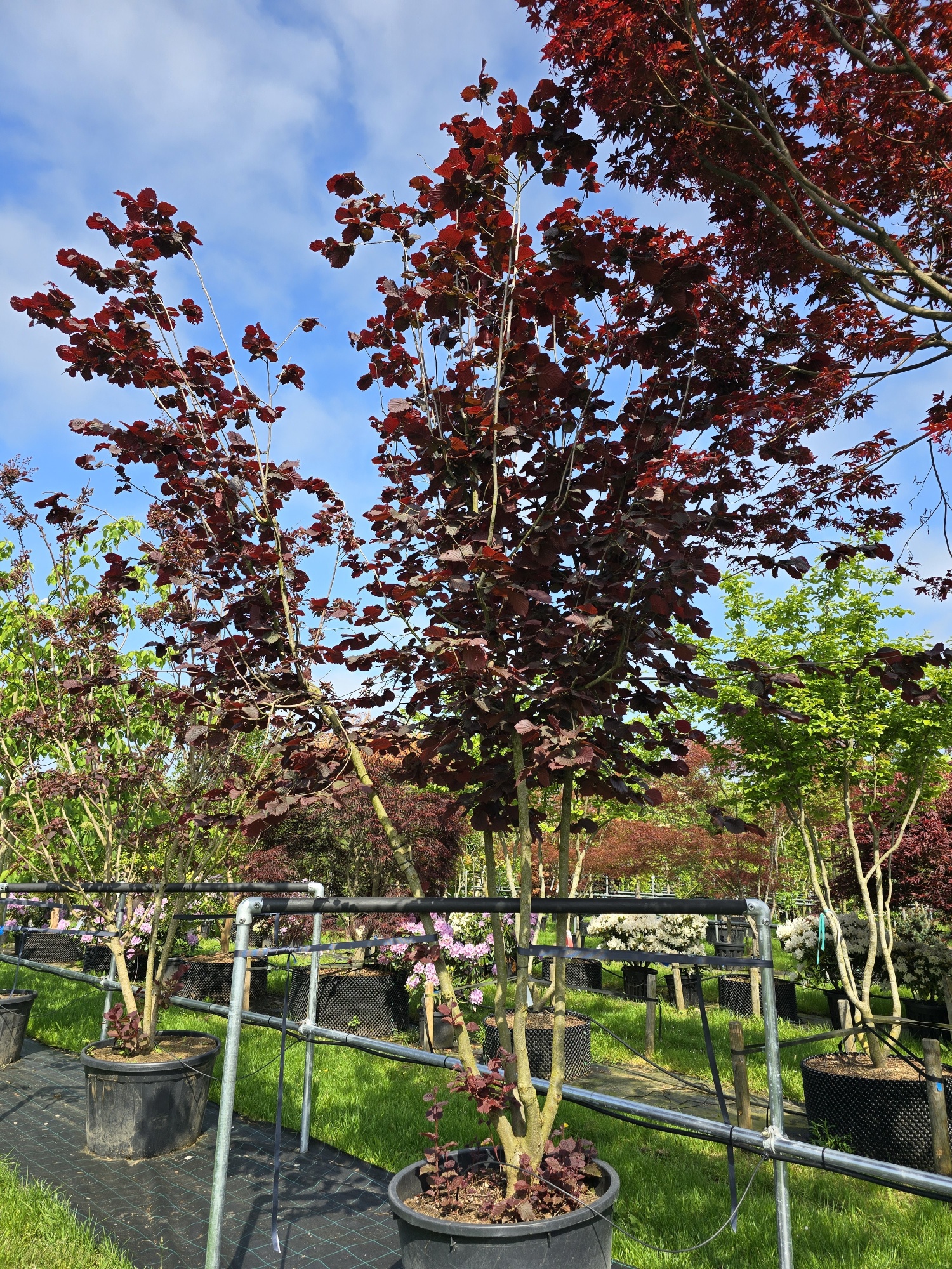 Roodbladige hazelnoot, Corylus maxima 'Purpurea' kopen