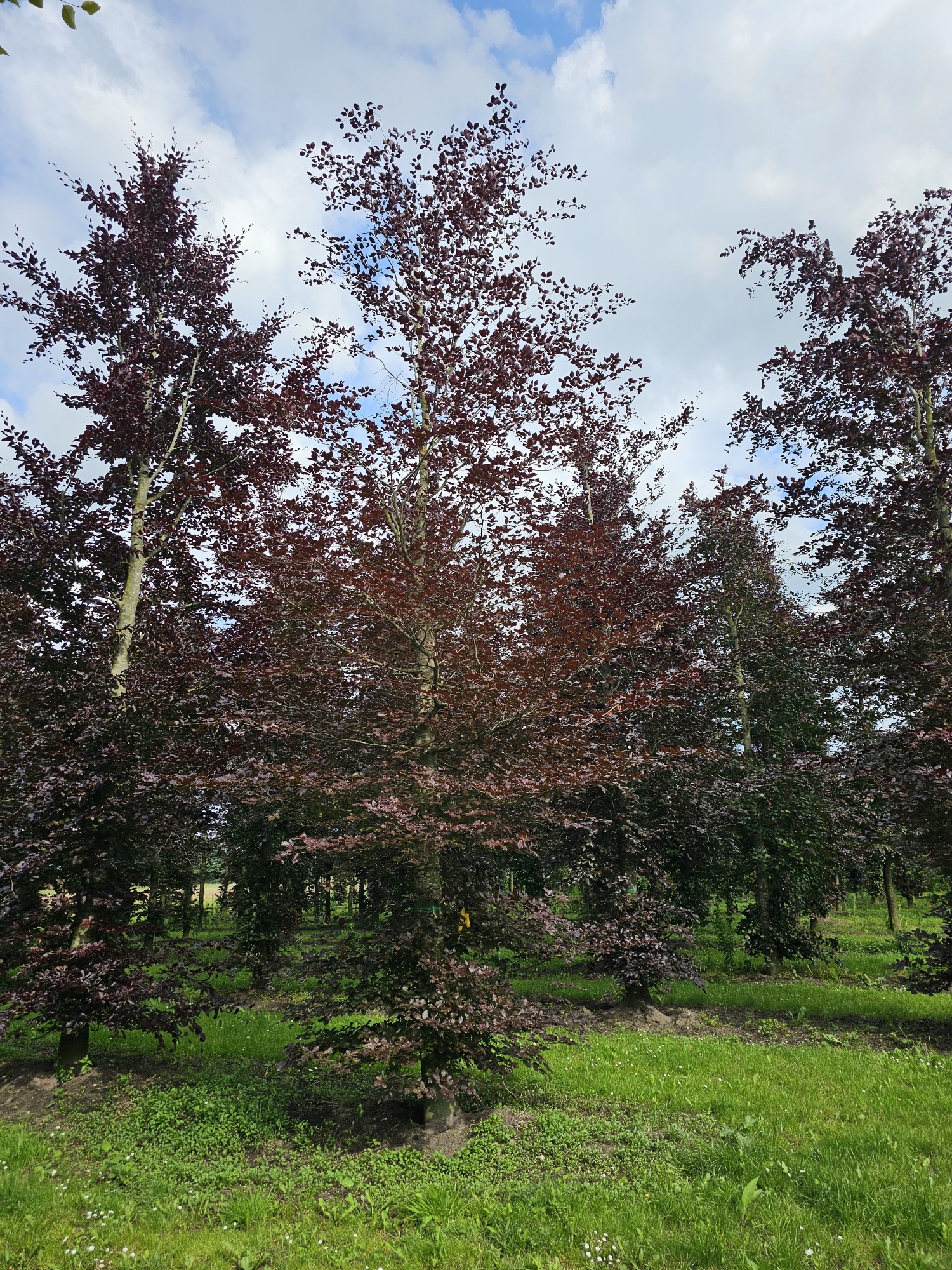 Zoekt u een grote rode beuk? Nr 986 is nog beschikbaar.