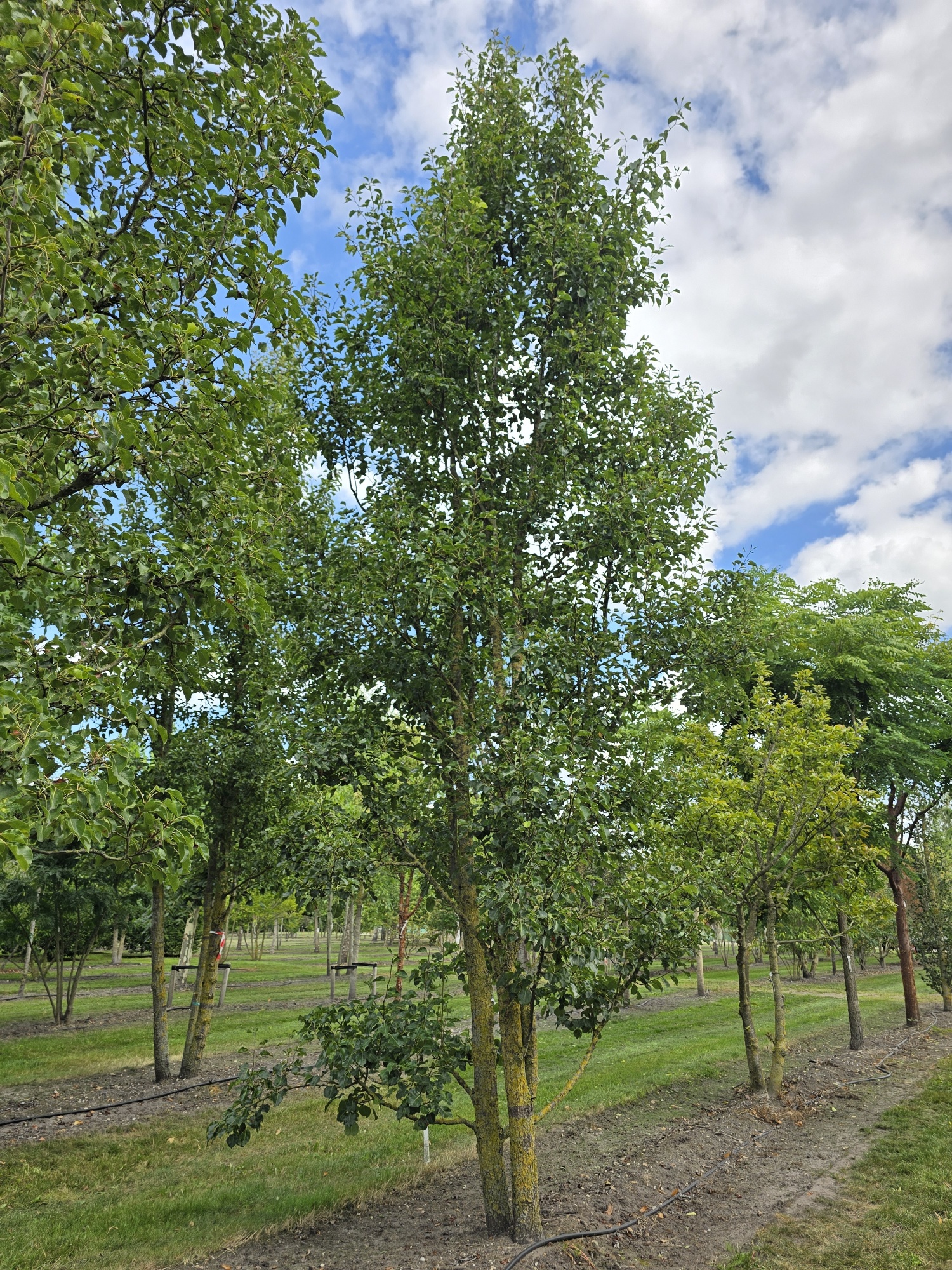 Sierpeer, Pyrus calleryana 'Chanticleer' kopen