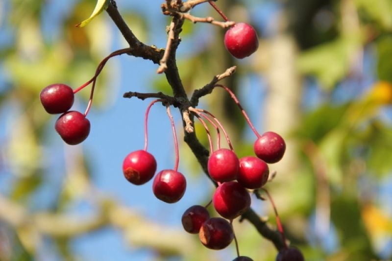 Sierappel 'Mokum', Malus 'Mokum' kopen