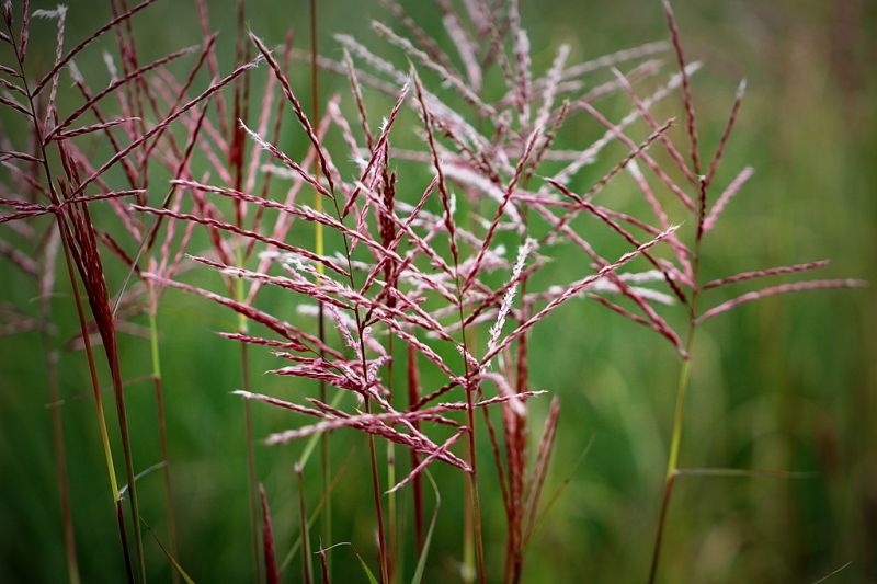 Prachtriet 'Red Cloud', Miscanthus sinensis 'Red Cloud' kopen