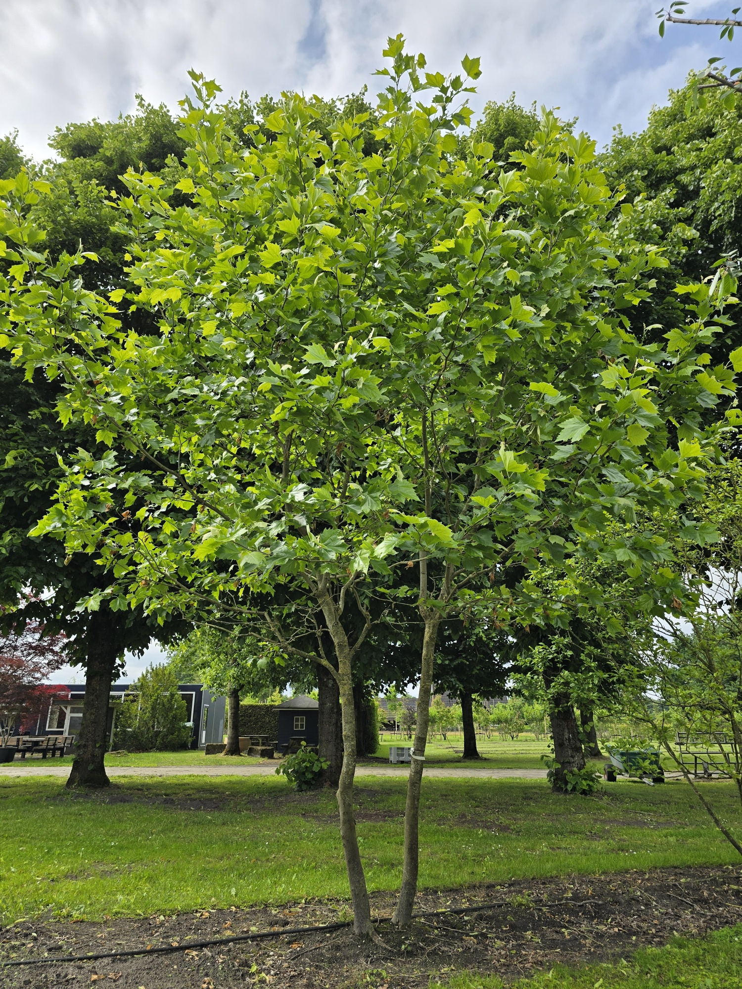 Plataan, Platanus x hispanica kopen