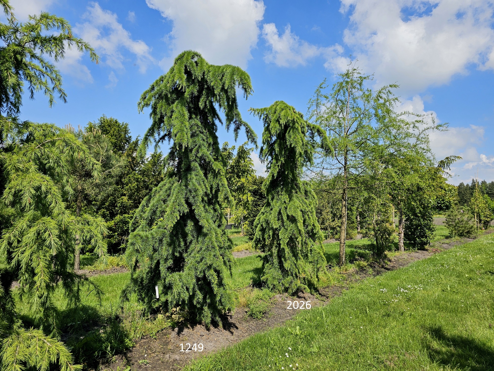 Een Cedrus deodara 'Pendula' als grote treurboom kopen?