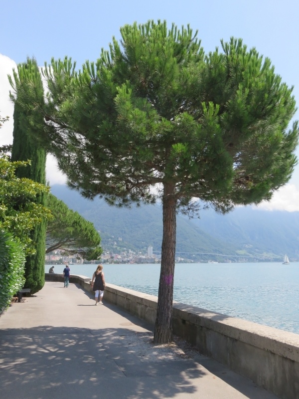 Parasolden, Pinus pinea kopen