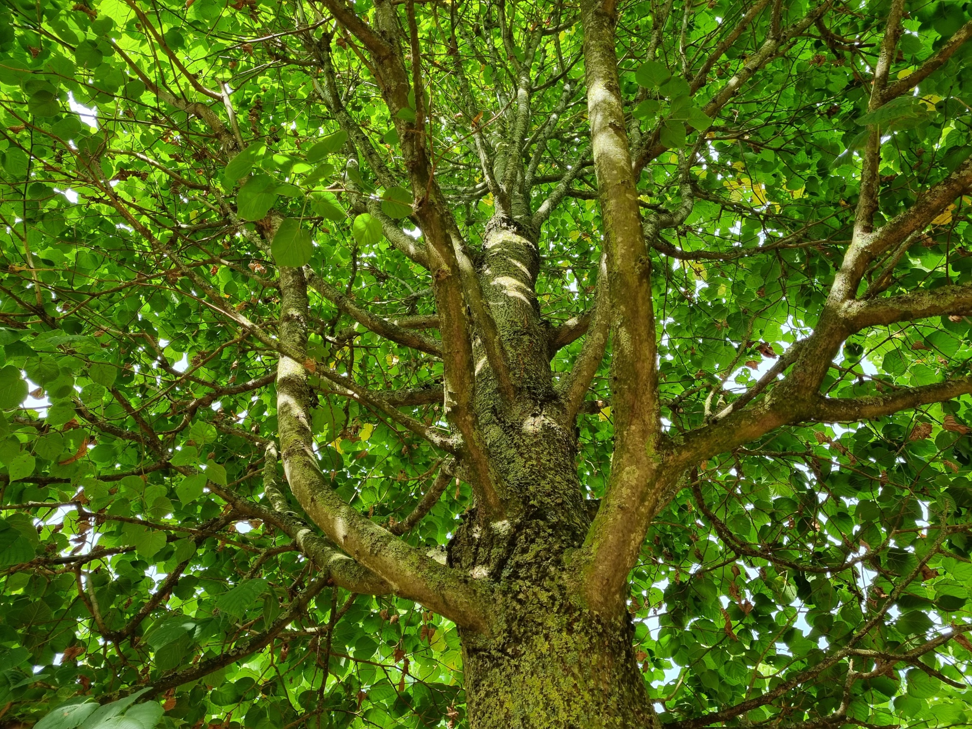 Een grote oude linde boom kopen? |Ten Hoven Bomen
