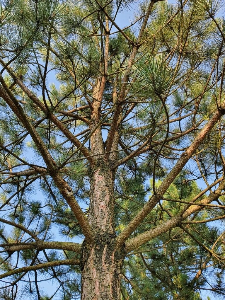 Een grote zwarte den kopen? | Exclusief van Ten Hoven Bomen