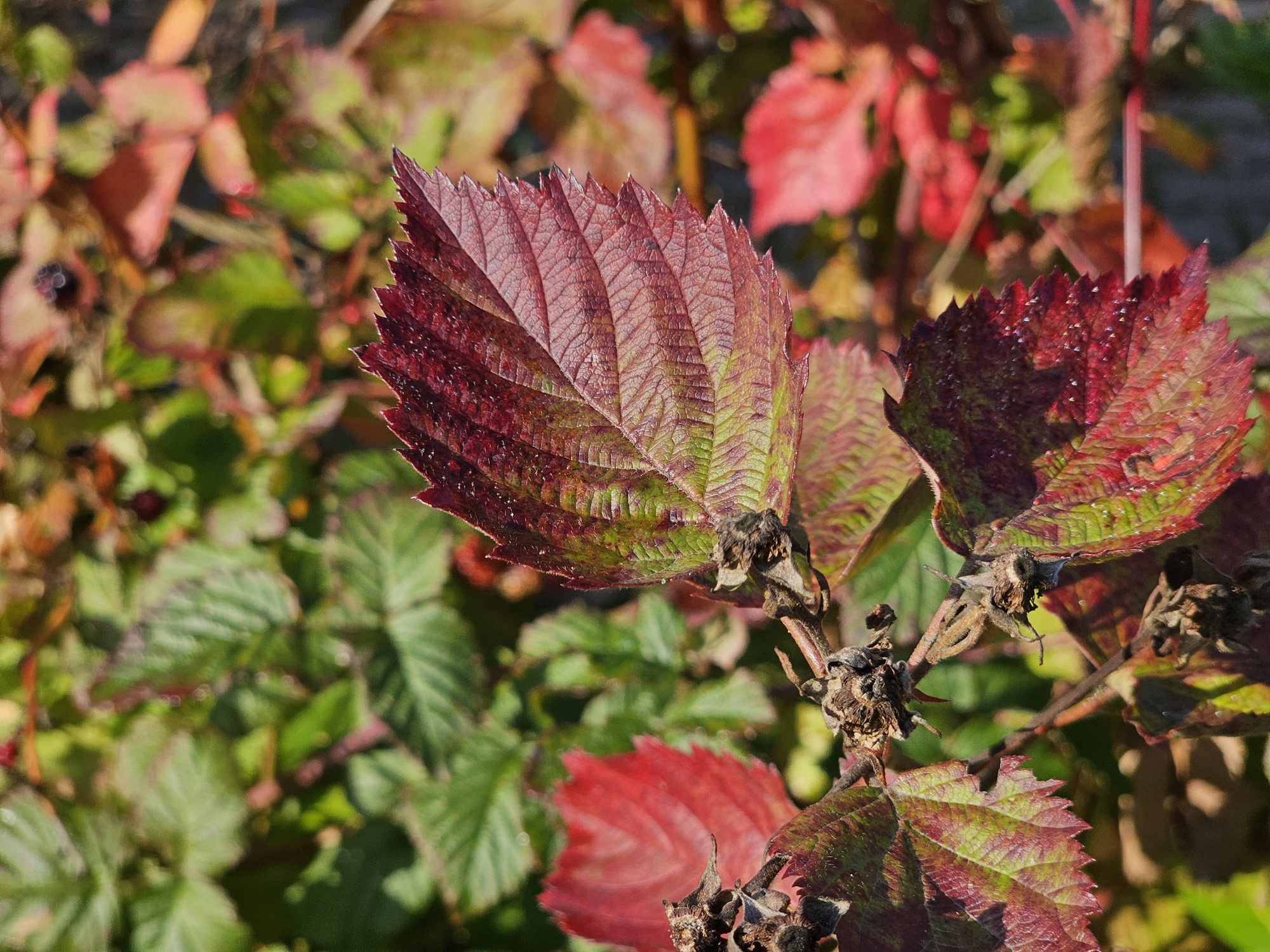 Doornloze braam 'Thornfree', Rubus fruticosus 'Thornfree' kopen