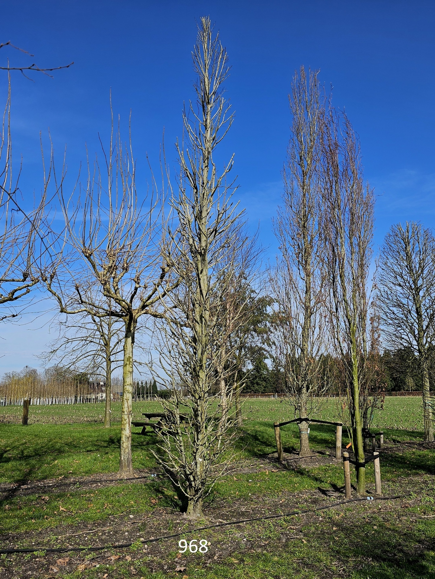 Carpinus betulus 'Frans Fontaine' als volwassen grote boom