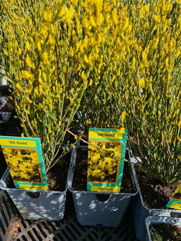 Brem 'Allgold', Cytisus praecox 'Allgold' kopen