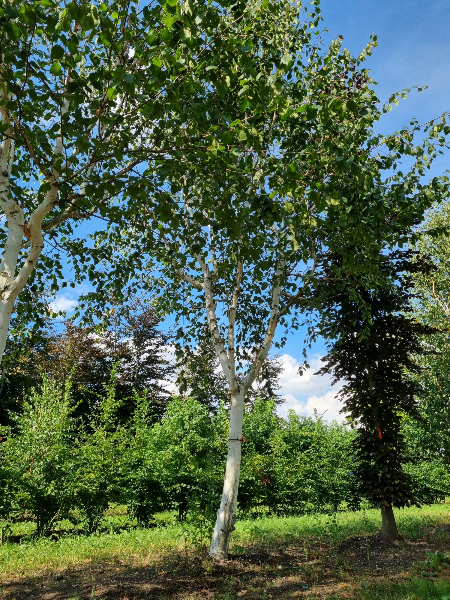 Himalayaberk, Betula utilis 'Doorenbos' kopen