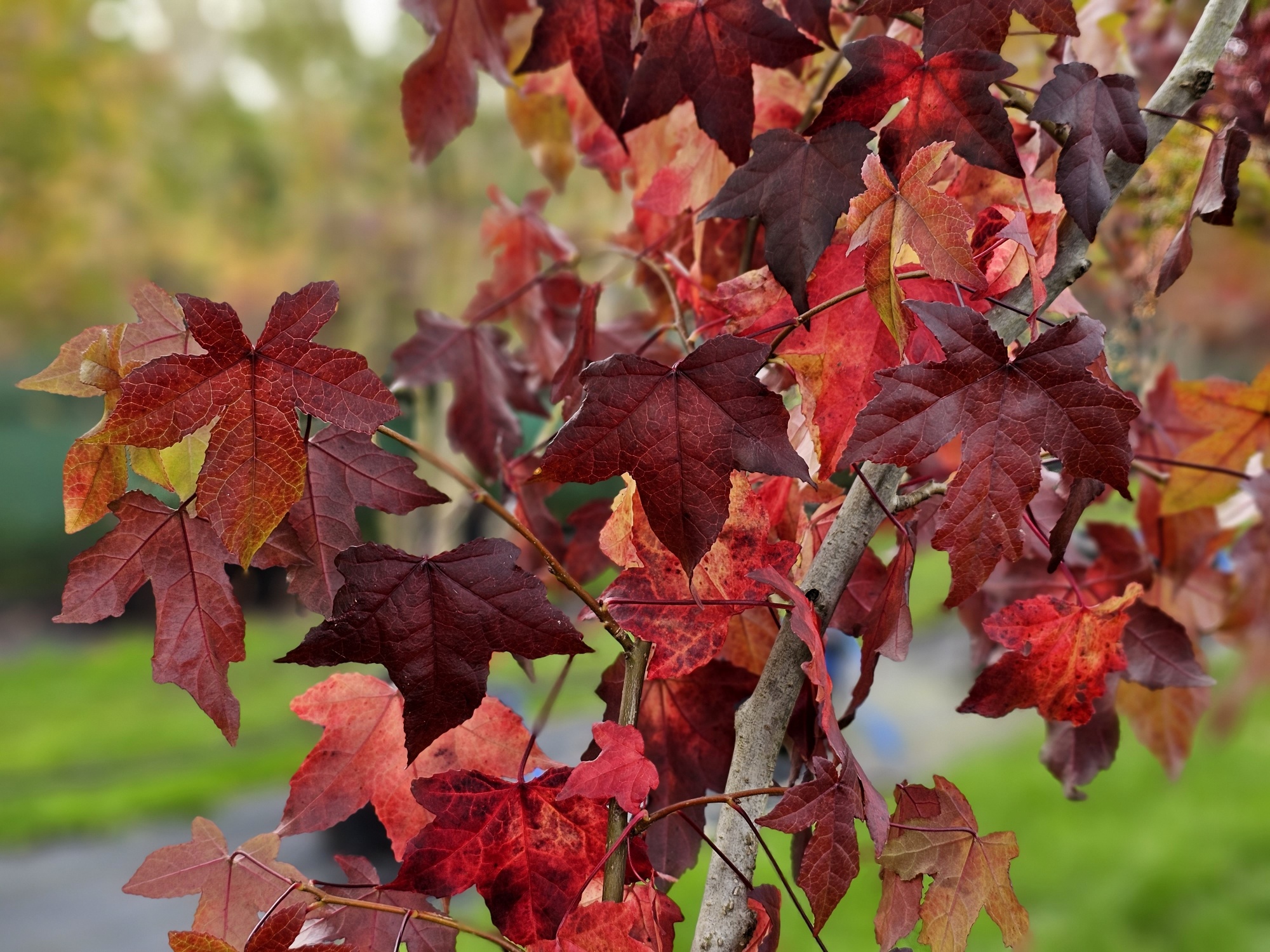 Amberboom, Liquidambar styraciflua kopen