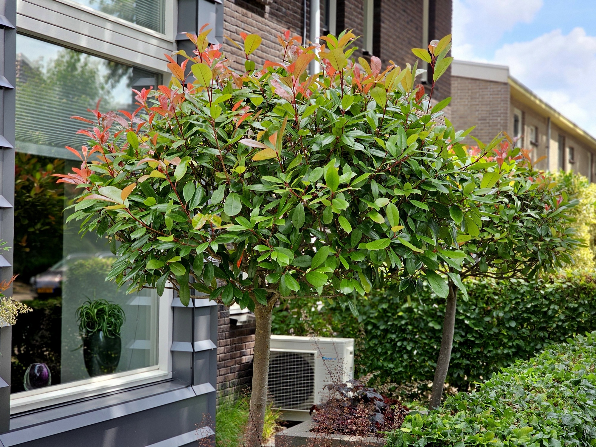 Glansmispel, Photinia fraseri 'Red Robin' kopen