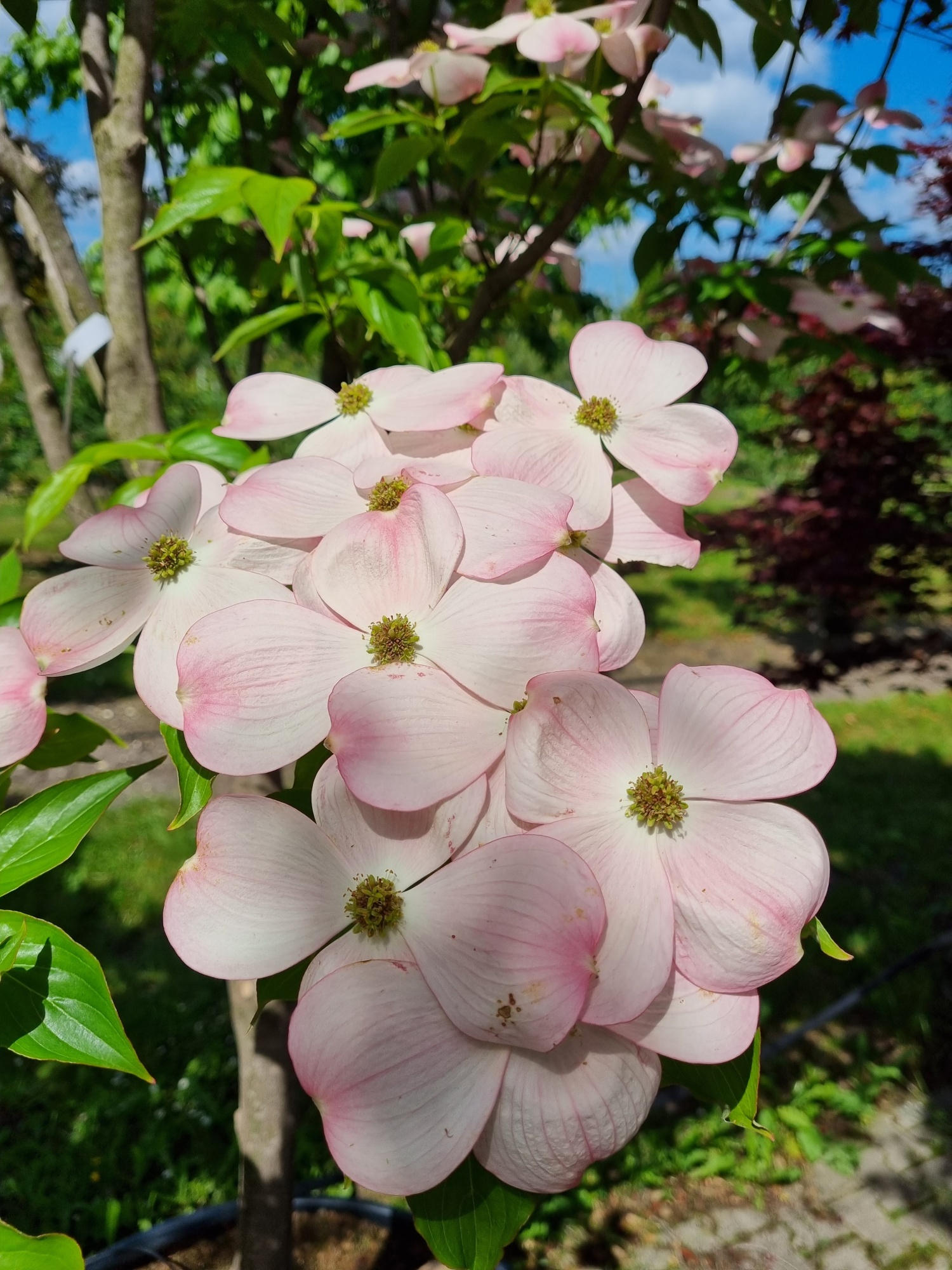 De Cornus 'Stellar Pink' 479 is een unieke verschijning in de tui