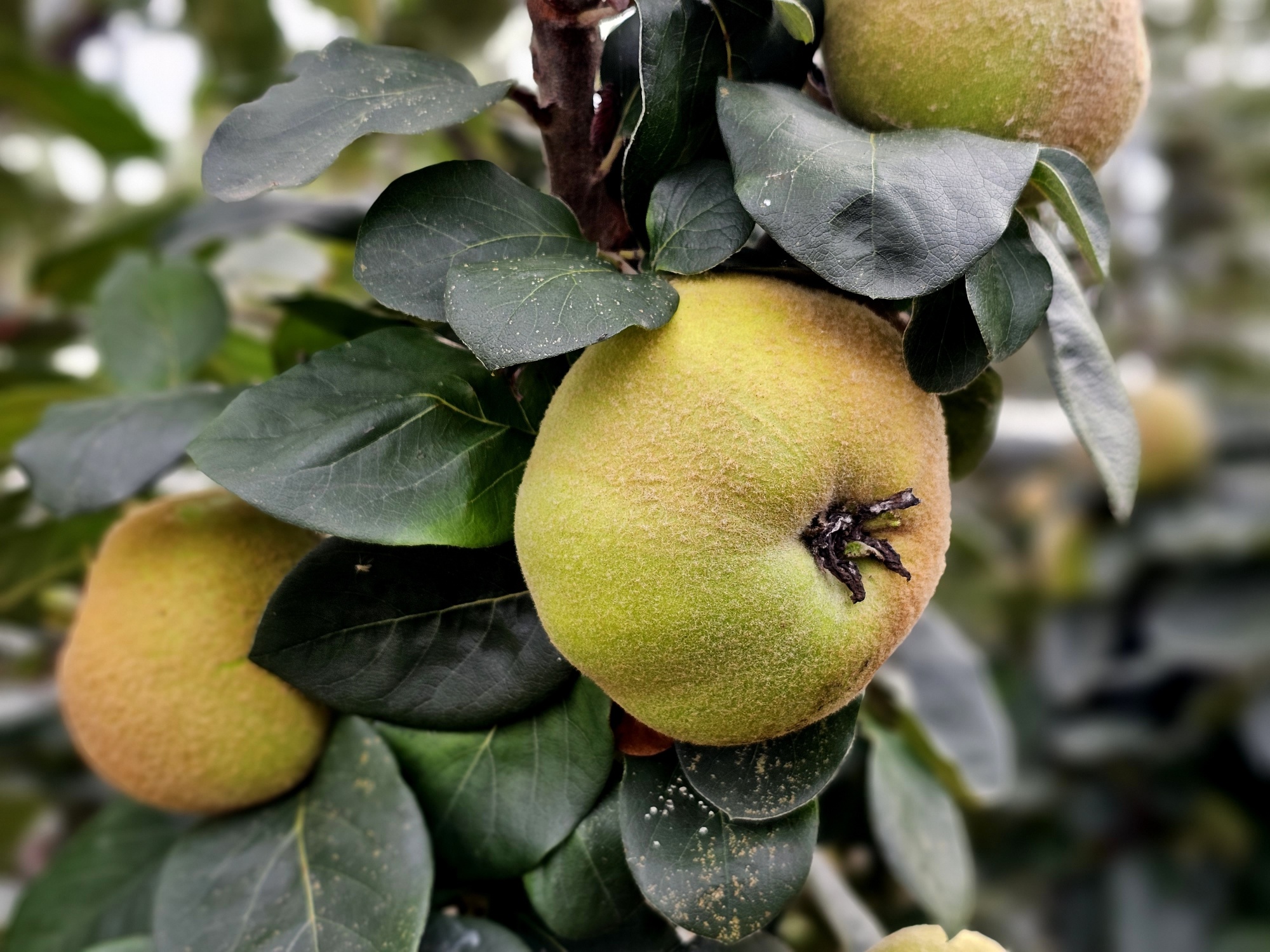 Kweepeer, Cydonia oblonga 'Champion' kopen