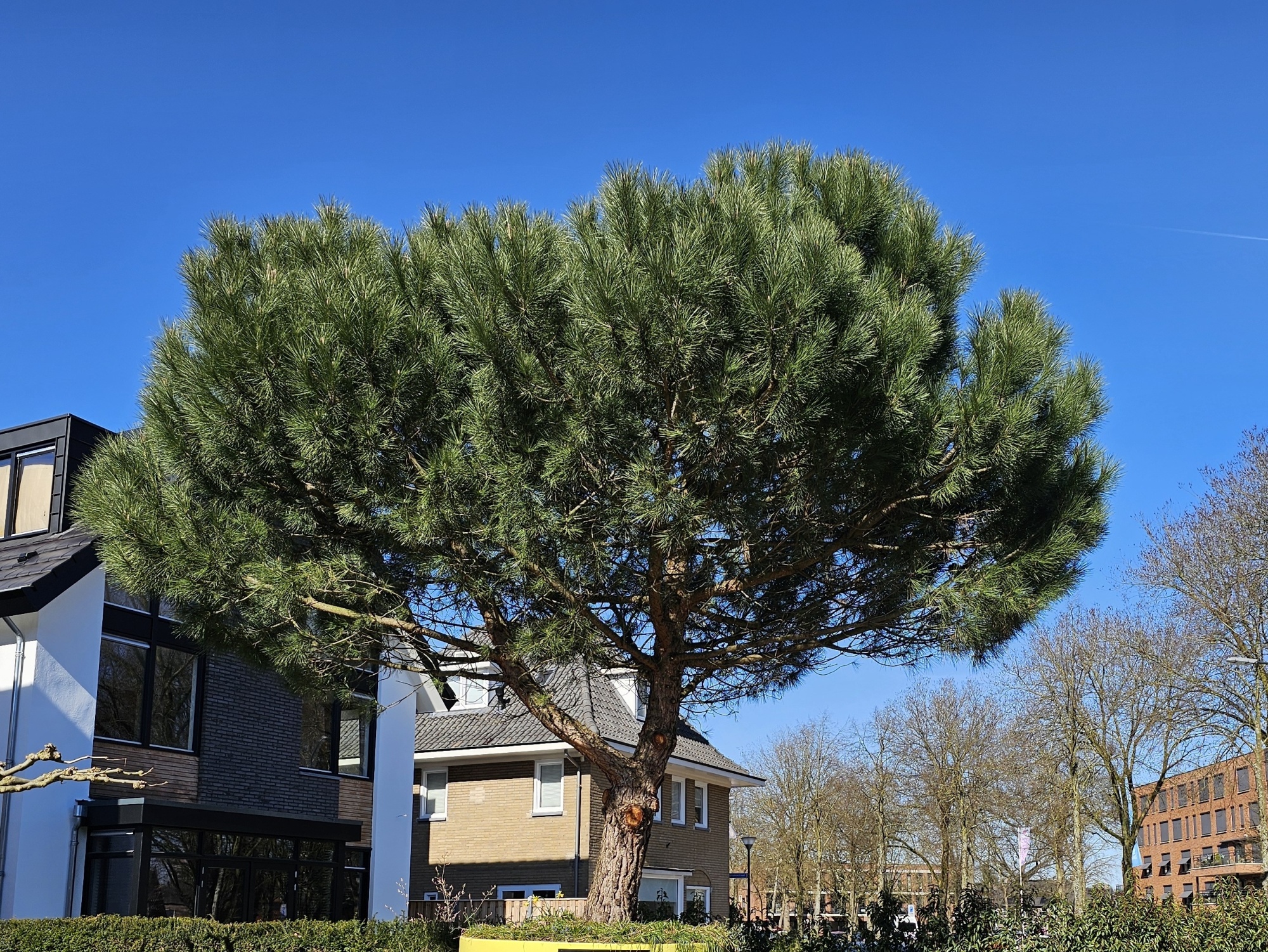 Parasolden, Pinus pinea kopen