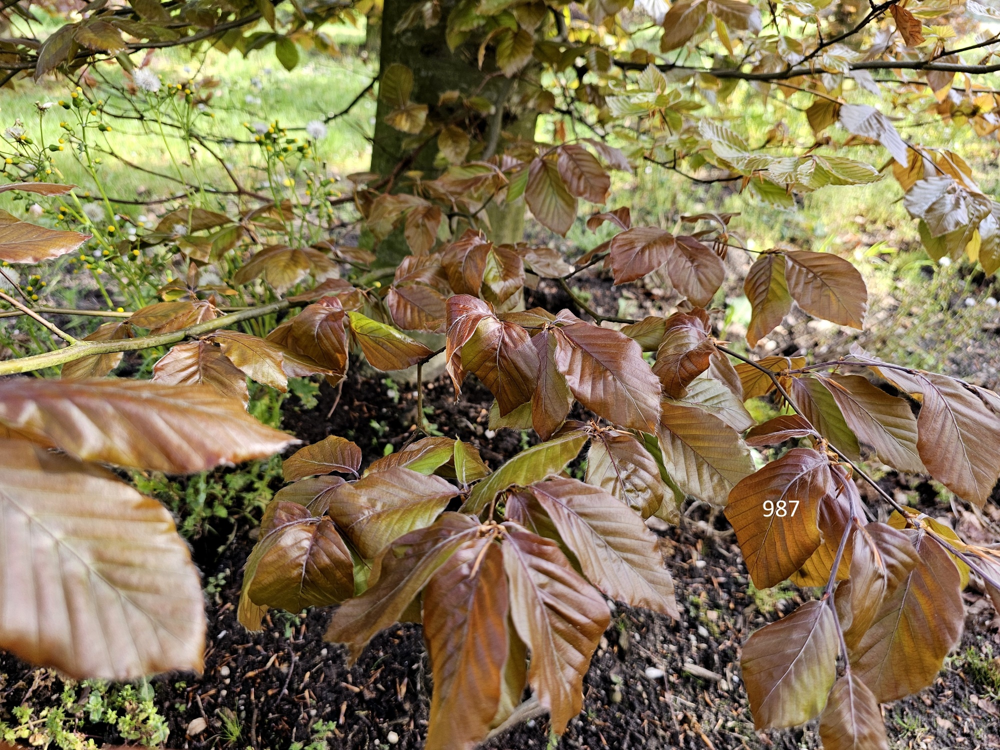 Zoekt u een grote rode beuk? Nr 987 is een flinke reus in wording