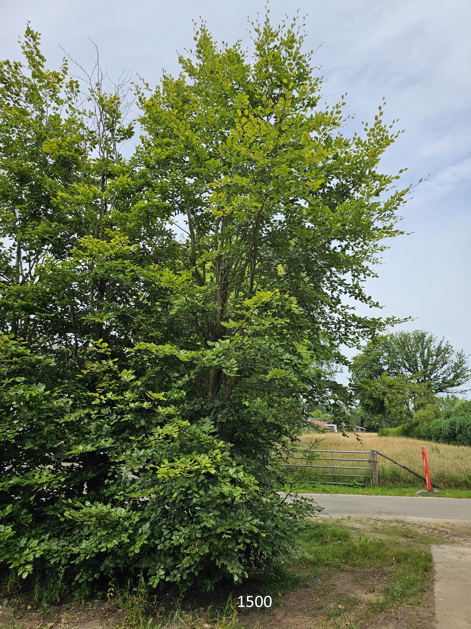 Een grote groene beuk als vogelstruik kopen? | Ten Hoven Bomen
