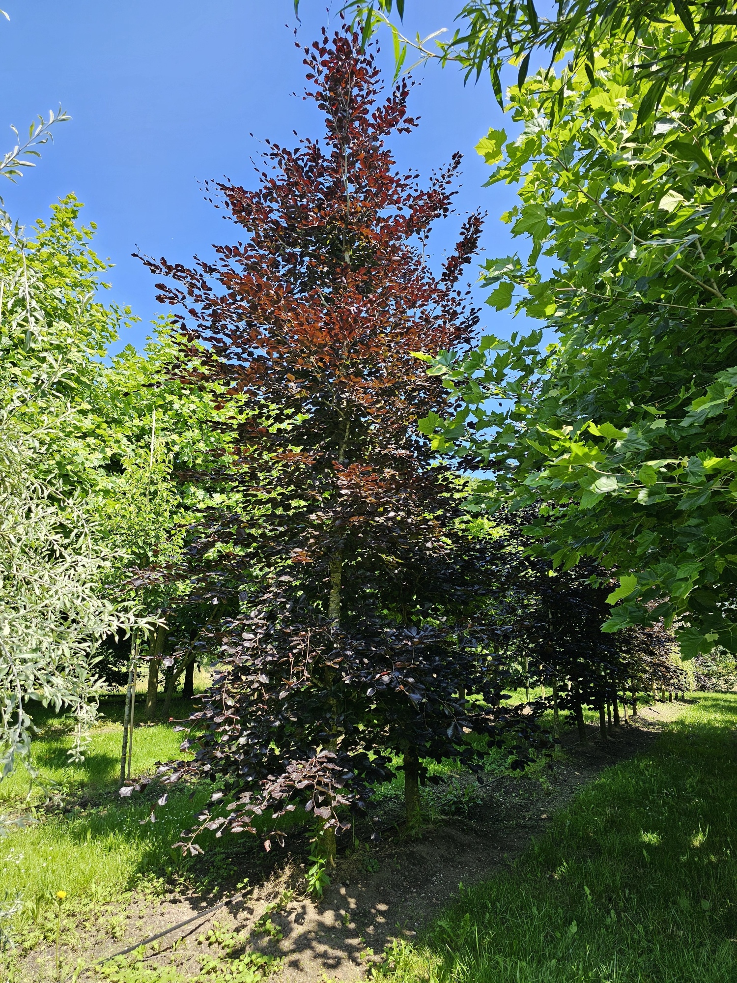 Een bijzondere veredelde rode beuk met prachtig rood blad kopen?