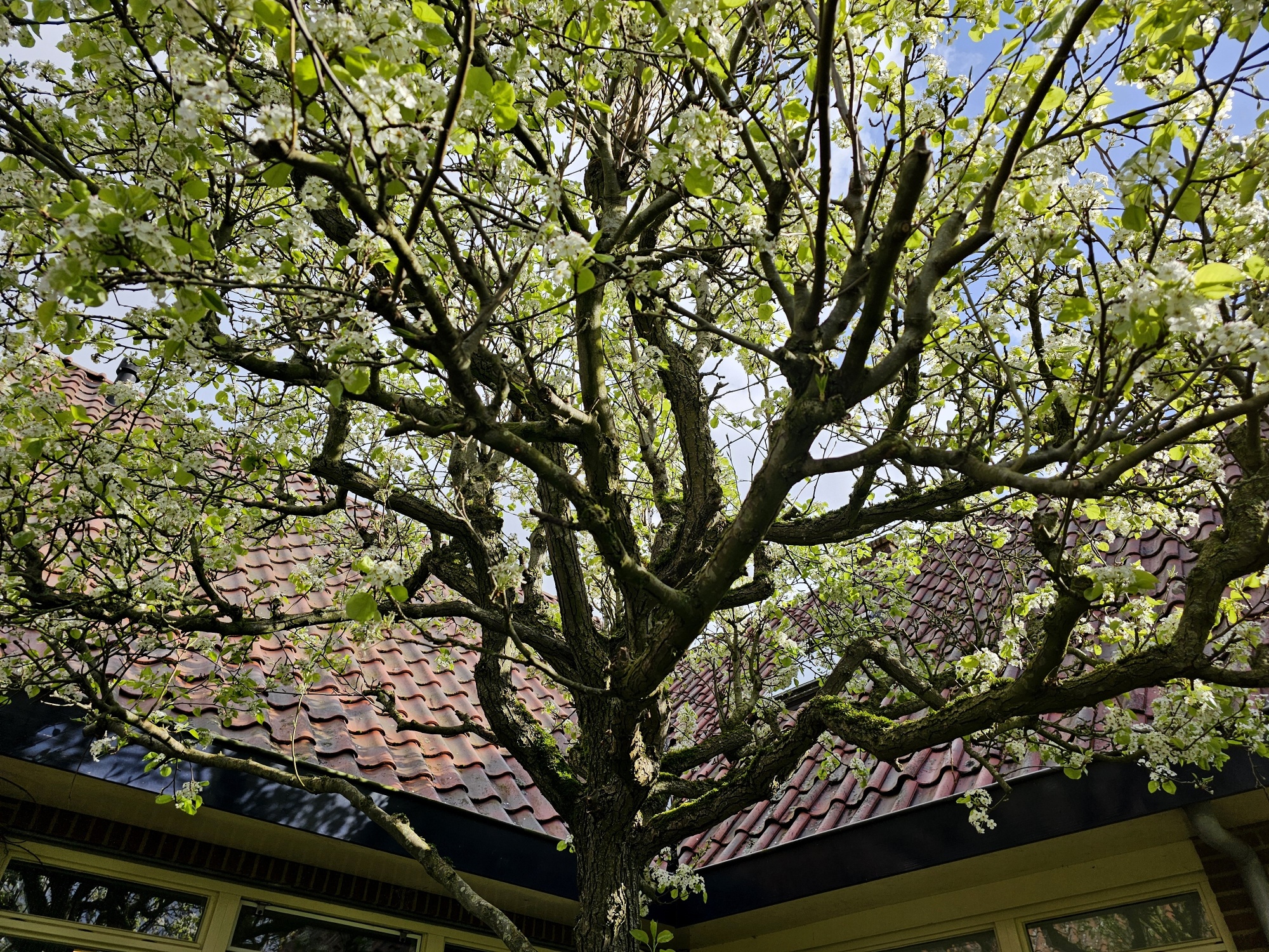 Sierpeer, Pyrus calleryana 'Chanticleer' kopen