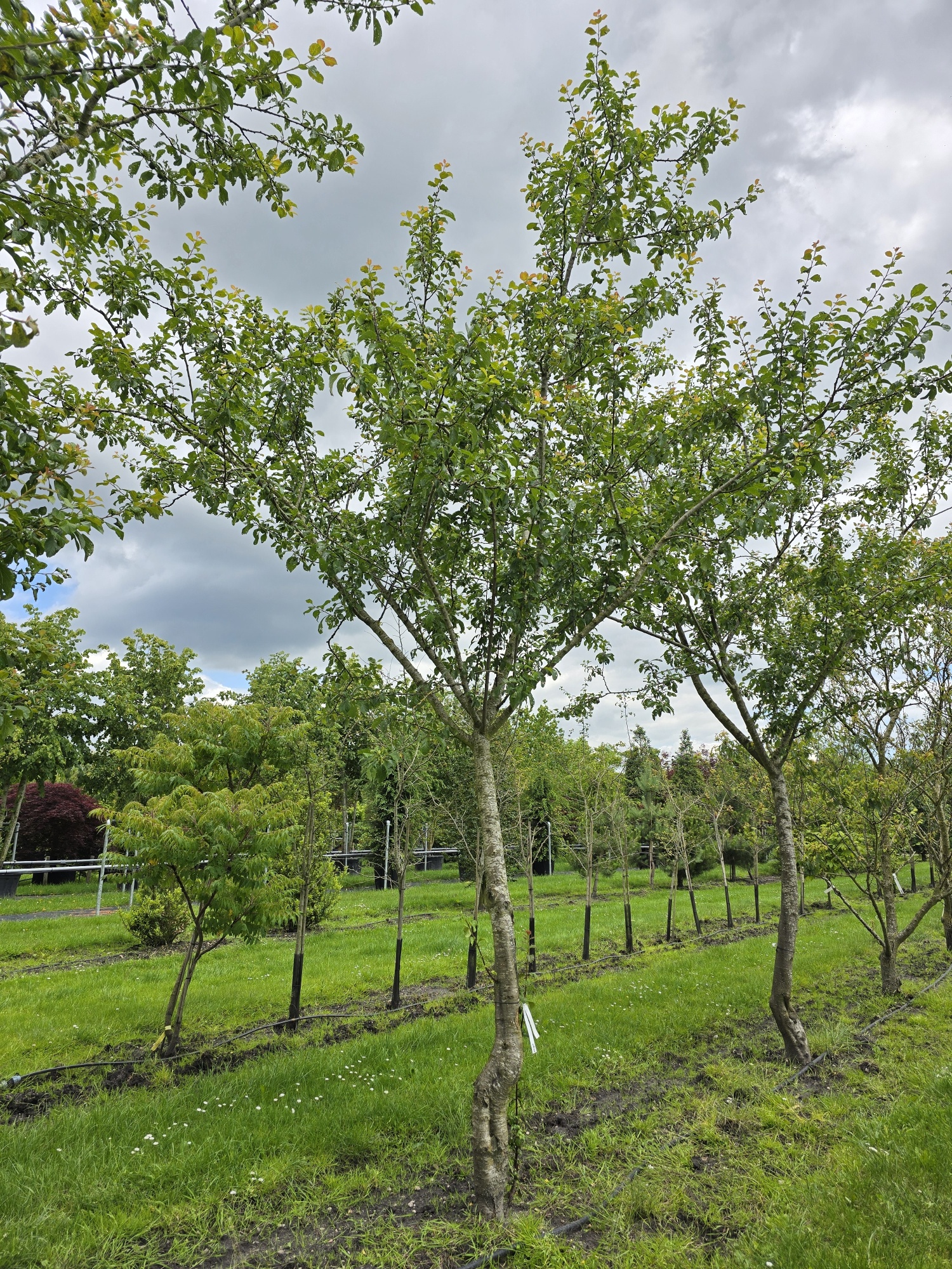 Pruim 'Reine Claude Verte' , Prunus domestica 'Reine Claude Verte' kopen