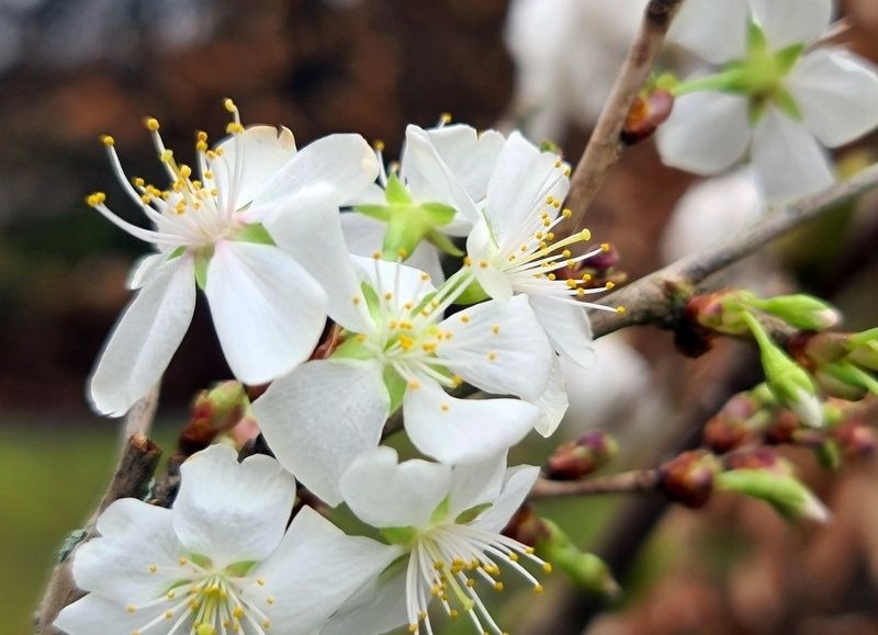 Sierkers 'The Bride', Prunus 'The Bride' kopen