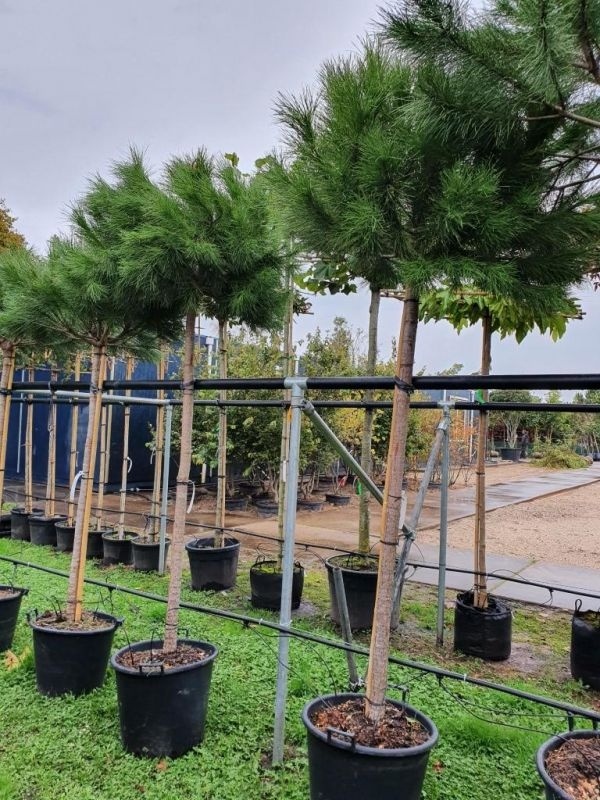 Parasolden, Pinus pinea kopen