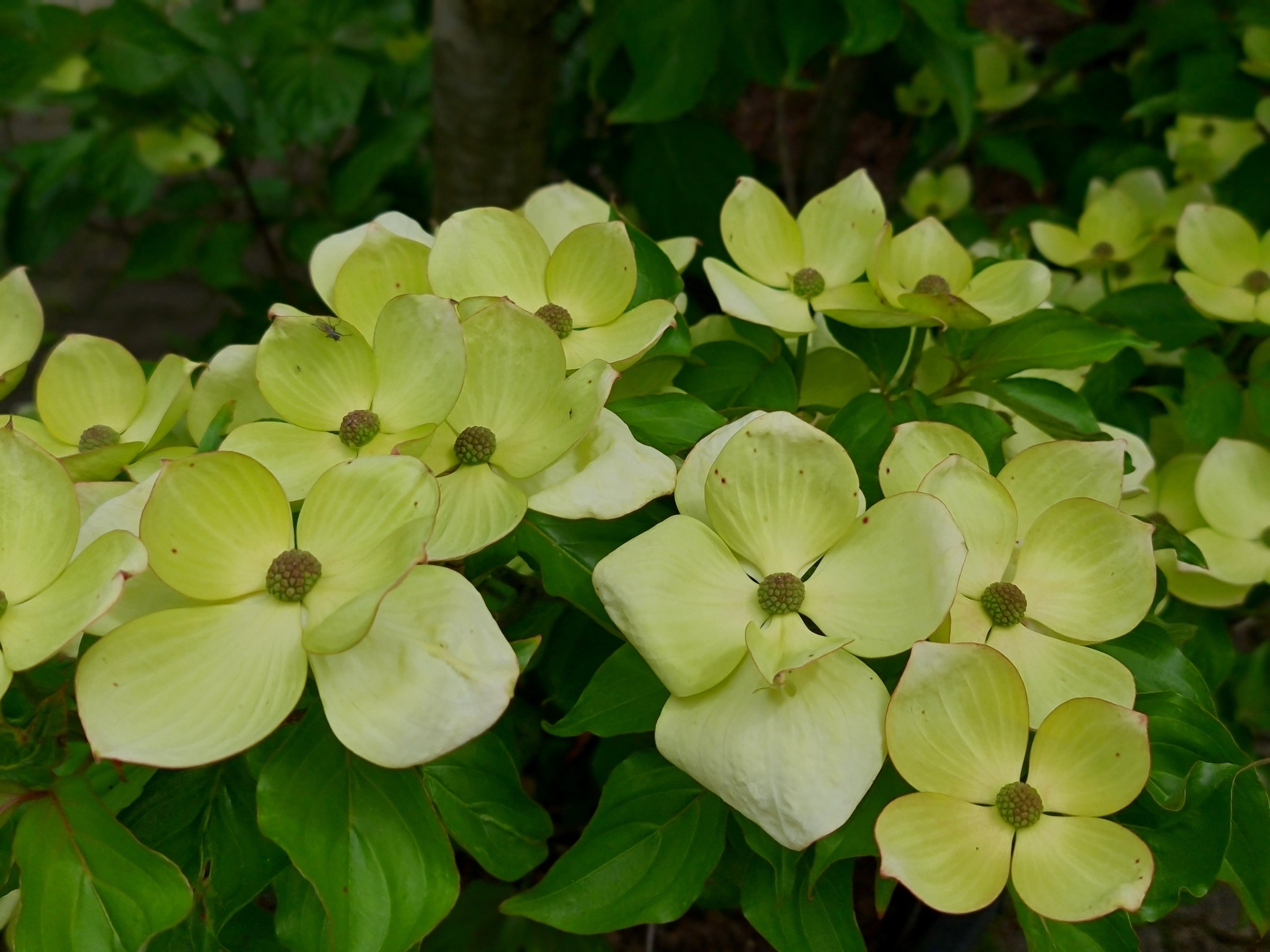 Een grote Cornus kousa 'Venus' kopen?