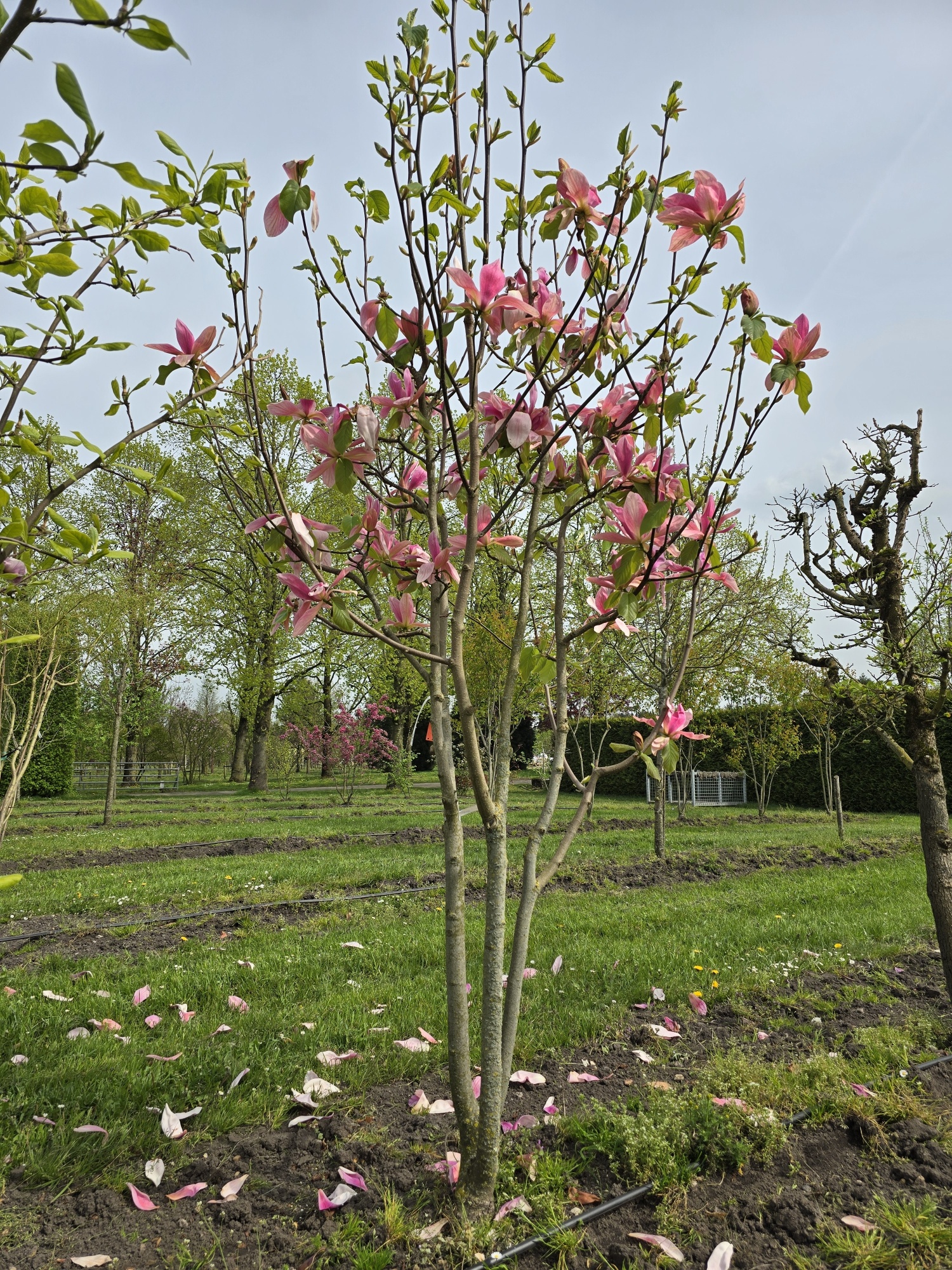 Magnolia 'Daybreak', Magnolia 'Daybreak' kopen