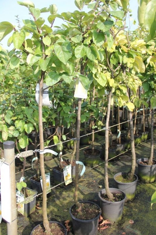 Kweepeer, Cydonia oblonga 'Vranja' kopen